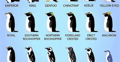 Penguin Information Album On Imgur