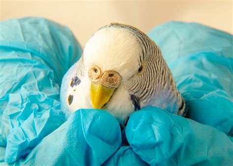 Egg Binding In Birds—the Symptoms Causes And Treatment