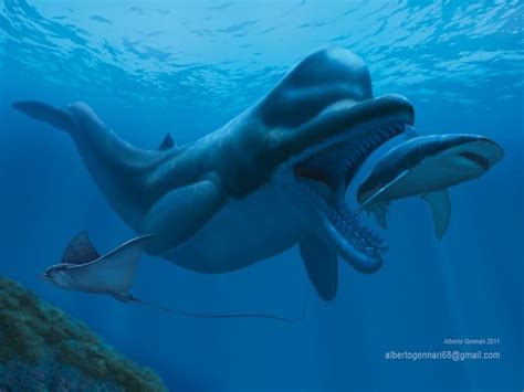 Zygophyseter Whale Prehistoric Animals Prehistoric