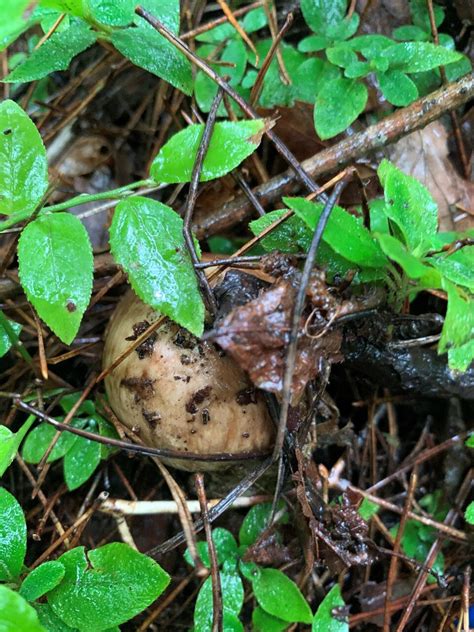 今朝の気温は11度 岩泉マルシェのブログ