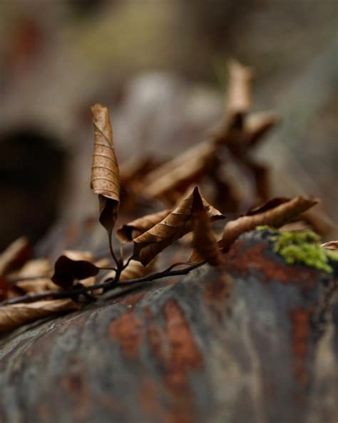 Premium Photo Beech Leaf