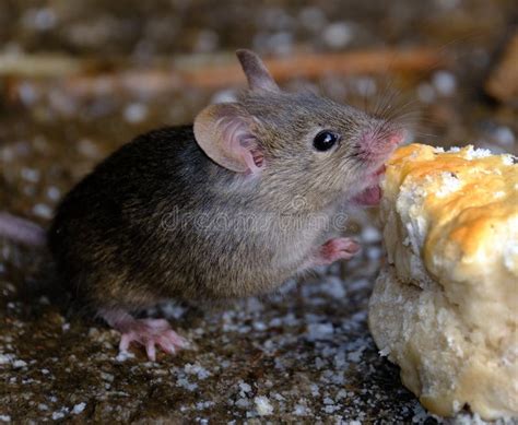 The Mouse A Small Rodent The Path Stock Image Image Of Forest Path