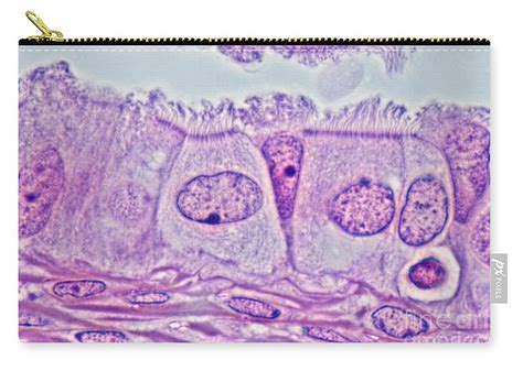 Ciliated Epithelial Cell Microscope Ciliated Epithelial Cell Microscope