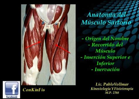 Anatomía Del Músculo Sartorio