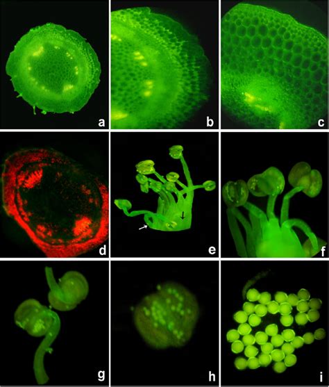 Gfp Visual Assay On Putatively Transformed Soybean Plants Ac