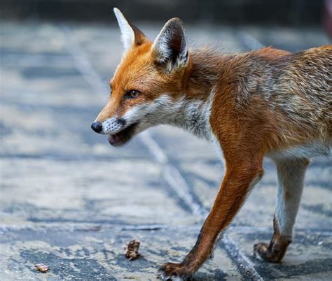 Jasper The Fox R Sonyalpha