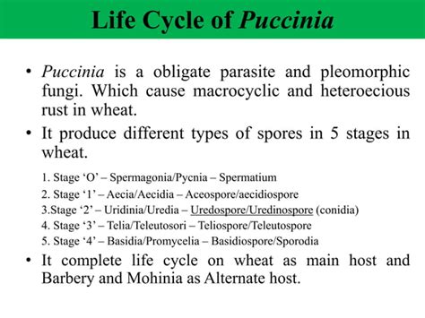 Life Cycle Of Pythium Albugo Erysiphe Claviceps Ustilao And Puccinia Fungi Pptx