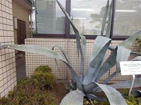 リュウゼツラン