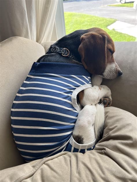 Little Guy After His Surgery Rbeagle