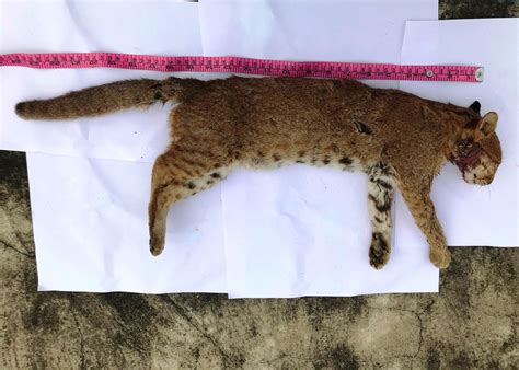 Eastern Ghats Wildlife Society