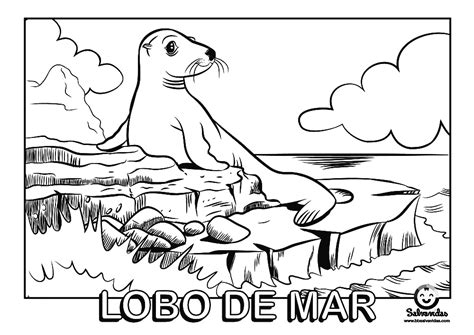Lobos Marinos Para Colorear Imagui