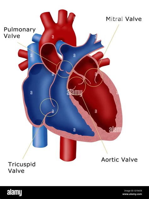 Pulmonary