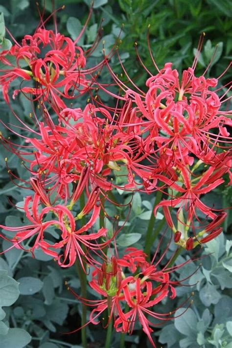 13 Stunning Flowers That Look Like Fire And Flame