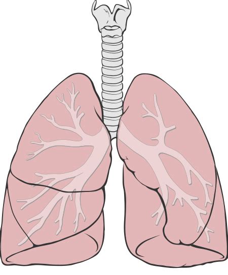 Biology Systems Respiratory System Wikibooks