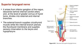 Anatomy Of Larynx Pptx