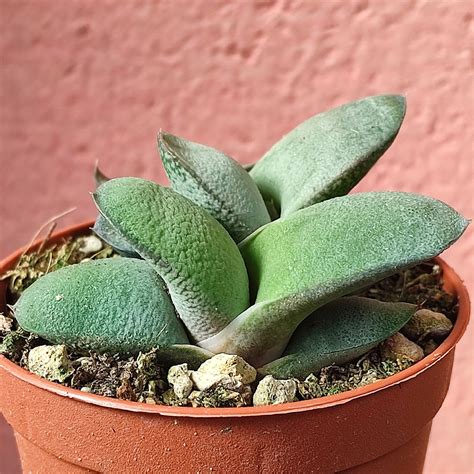 Gasteria Glomerata Giromagi Cactus And Succulents