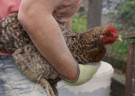 Bielefelder Chicken Breed Profile The Happy Chicken Coop