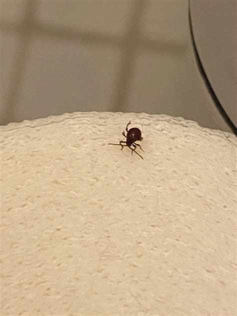 Tiny Brown Round Hard Shell Bug With Antennae Brooklyn Ny Rwhatsthisbug