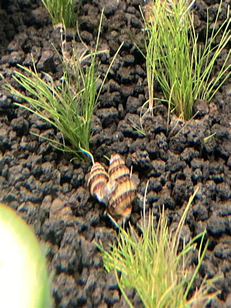Are These Two Assassin Snails Getting Along I Got Another Assassin