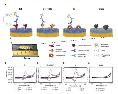 Electrochemical Sensor Voltammetry At Marcus Lewis Blog