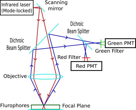 Two Photon Excitation Microscopy Wikipedia