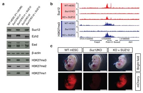 Accurate H3k27 Methylation Can Be Established De Novo By Suz12 Directed