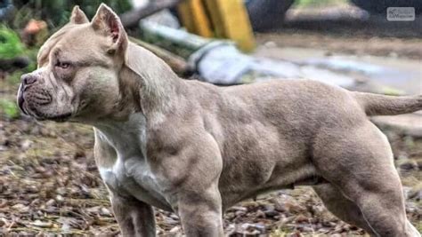 Pitbulls And Muscles Understanding The Breeds Muscular Build