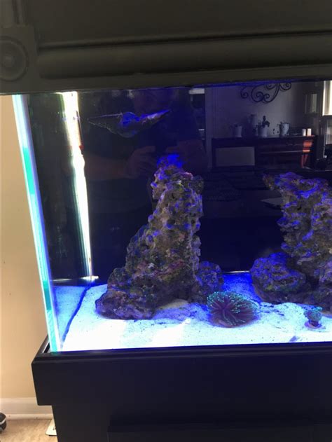 Does This Chaetomorpharefugium Look Ok Reef2reef