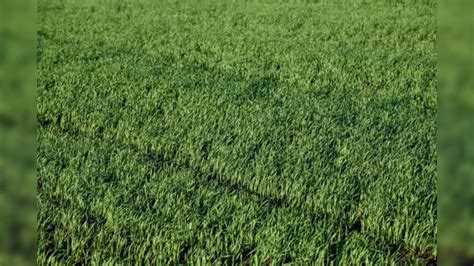 What Is Kush Grass At Maddison Chidley Blog