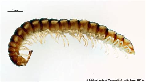 Oxidus Gracilis C L Koch 1847 Portal Da Biodiversidade Dos Açores