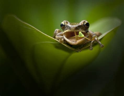 Frog Eating A Praying Mantis Aka This Mantis Is Definitely Praying Pics