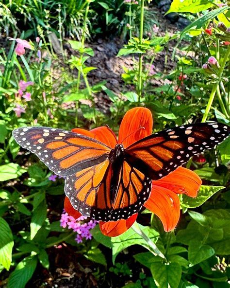 These Annual Flowers Bring Butterflies To Arizona Gardens In Summer