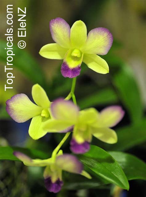 Dendrobium Sp Dendrobium Orchid Top Tropicals Plant Encyclopedia