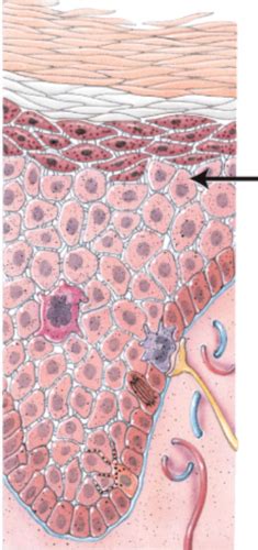 Integumentary System Flashcards Quizlet