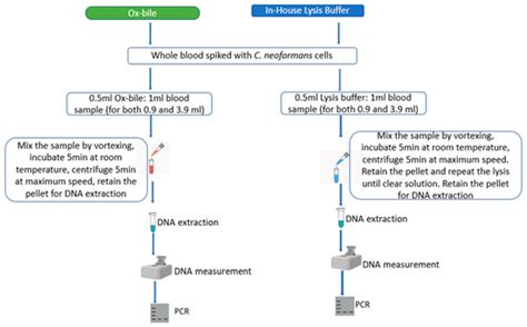 Lysis Buffer Role In Dna Extraction Of Dna Pdf