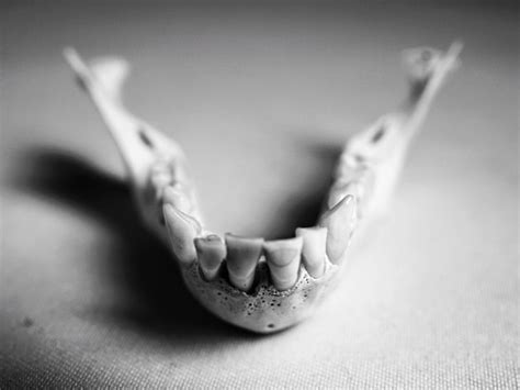 Premium Photo Close Up Of A Young Woman Lying On Table