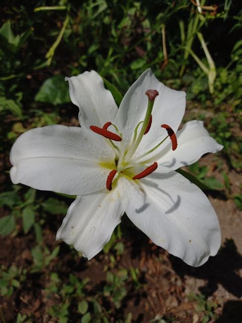 Cele Patru Anotimpuri Crini Imperiali Albi