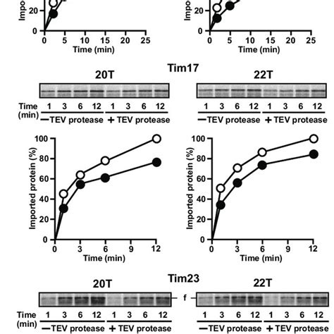 In Vitro Import Of Polytopic Inner Membrane Proteins Into Mitochondria