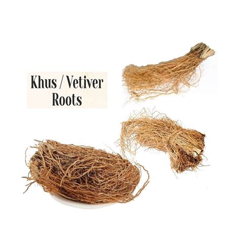 Organic Vetiver Root Natural Organic Herb Chrysopogon Zizanioides Khus Khus Dry Root
