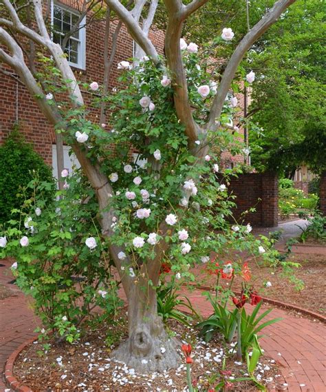 Climbing Roses At Base Of Tree