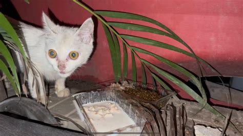 流浪小猫躲在树林里生存，有肉吃还要请它才出来，平常看不到 Youtube