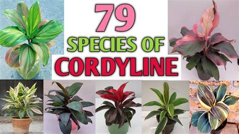 Cordyline Identification