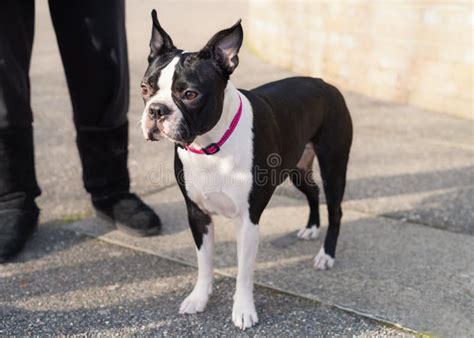 Boston Terrier Standing Next To A Person Whose Legs Are Visible The