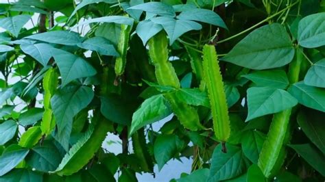 Sigarilyas Seeds 15pcs Seeds High Yield Easy To Grow Lazada Ph