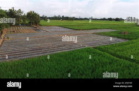 Small Cereal Farm Crop Stock Videos And Footage Hd And 4k Video Clips