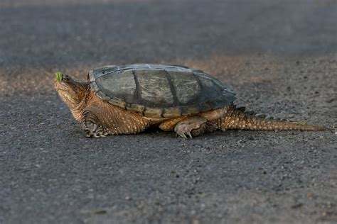 Common Snapping Turtle Bite What To Do And First Aid Tips