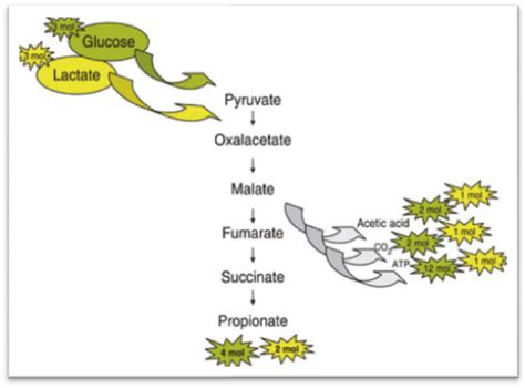 Fig No 5 Propionic Acid Fermentation Download Scientific Diagram