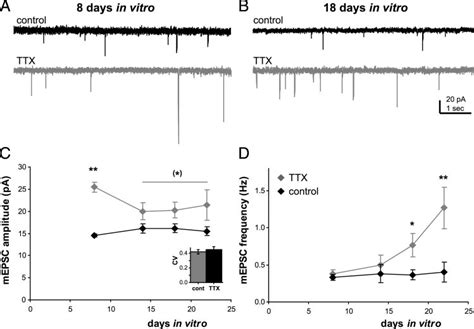 Effect Of A 2 Day Tetrodotoxin Ttx Treatment Depends On Time In