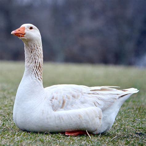 品种 And 产地 Downplus