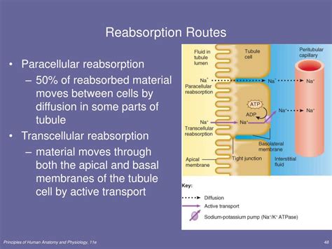 Ppt Chapter 26 Powerpoint Presentation Free Download Id 4136833